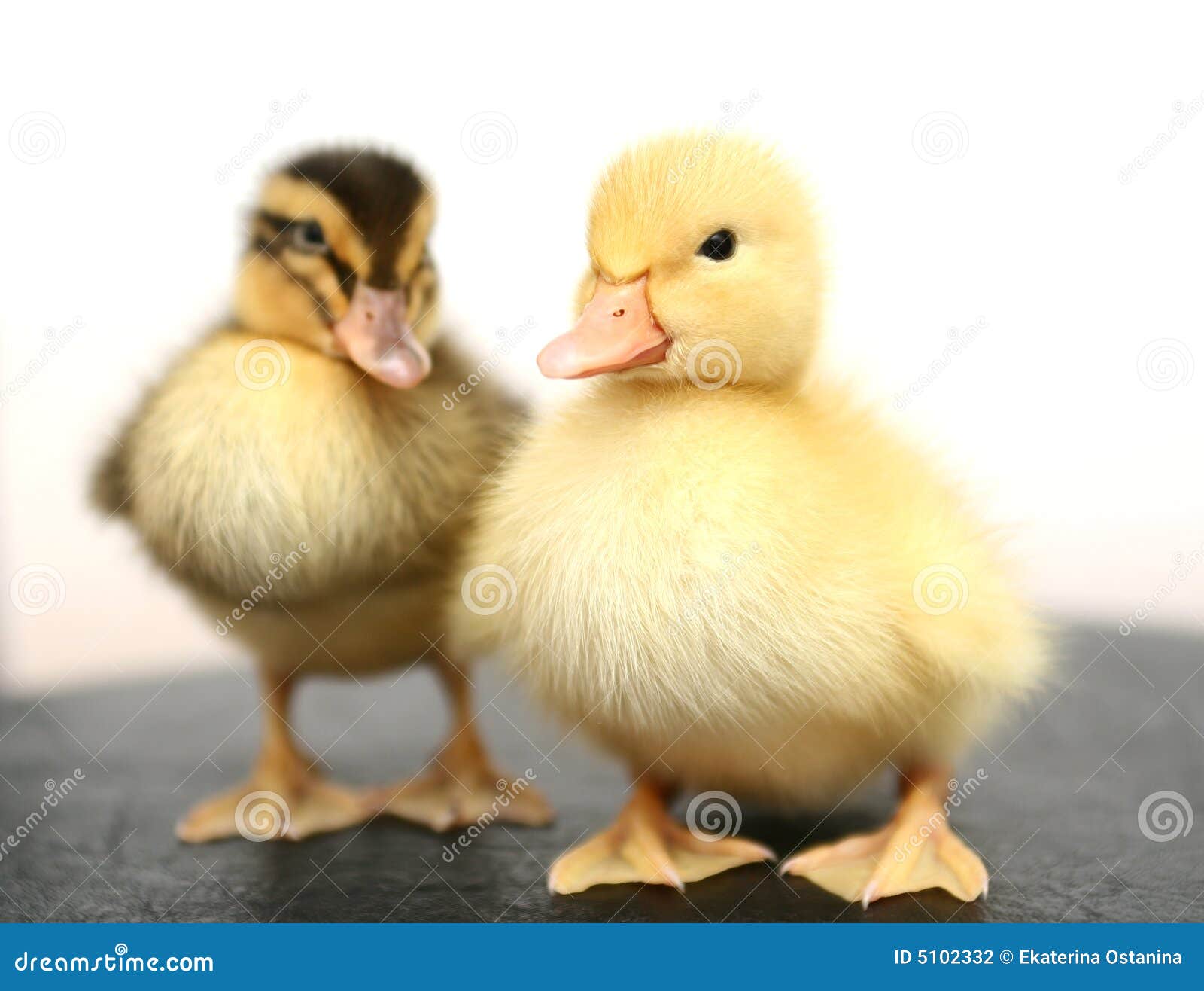 Dois Patos Pequenos Junto Em Um Fundo Branco Fotografia de Stock ...