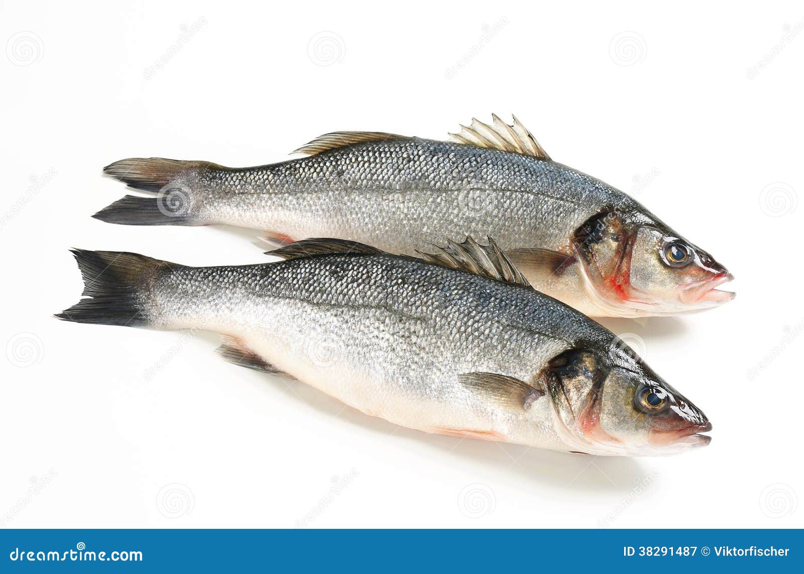 Dois Peixes Frescos Do Badejo Imagem de Stock - Imagem de comprimento ...