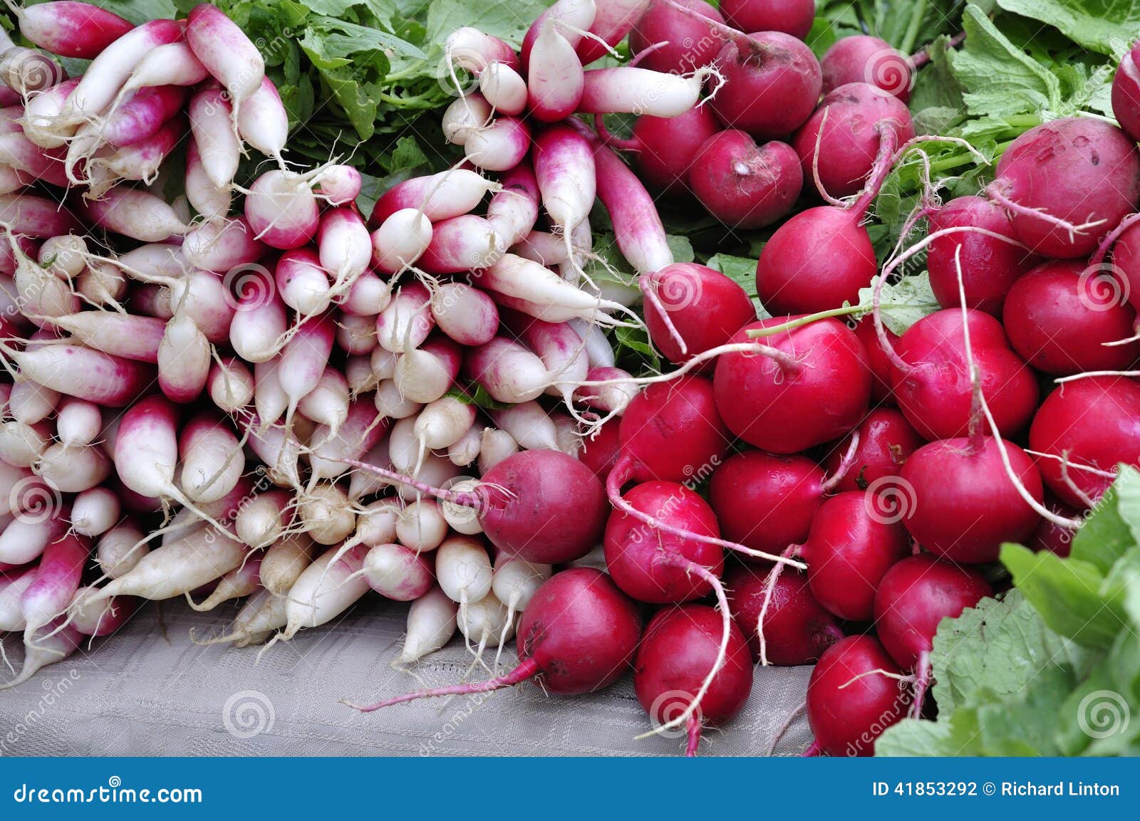 Dois tipos de rabanetes foto de stock. Imagem de vermelho - 41853292