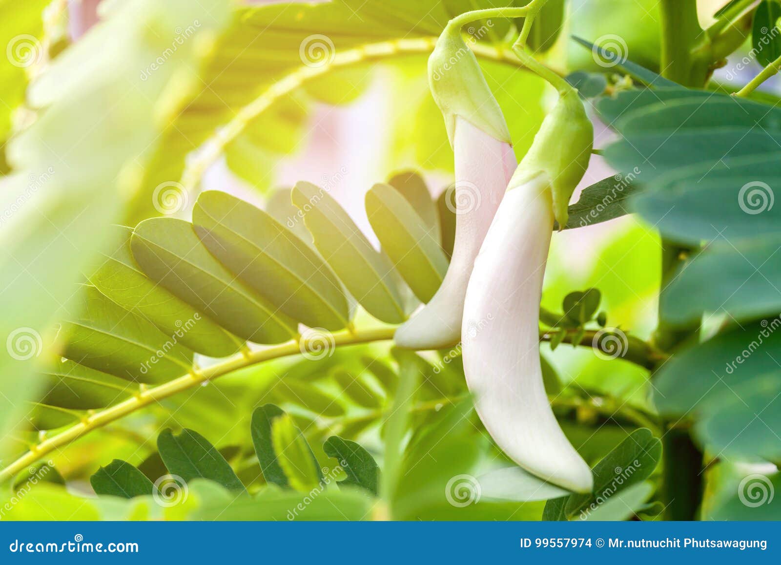 Dok khae of Thailand stock photo. Image of herbal, branch - 99557974