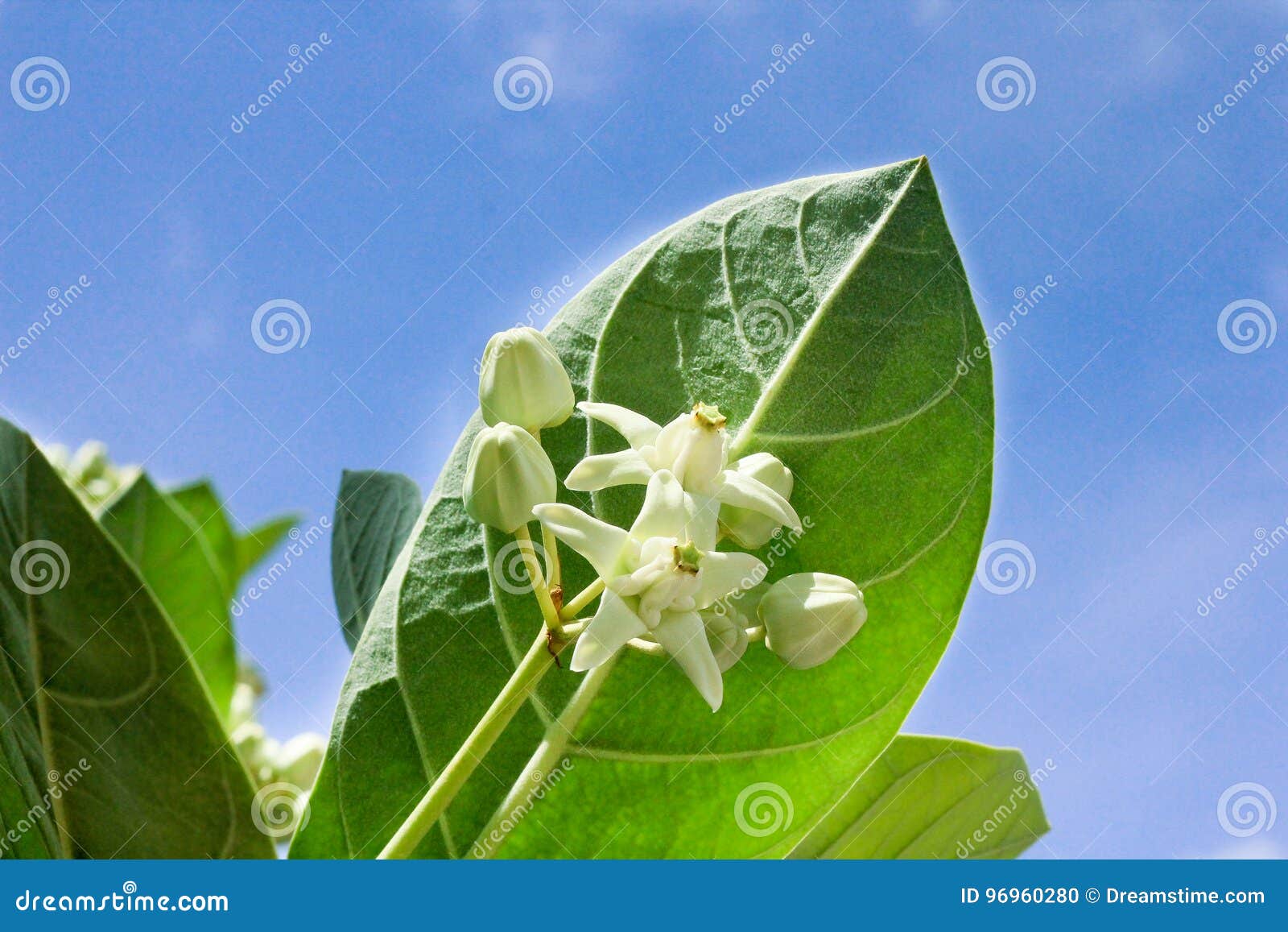 Dok Rak stock photo. Image of thai, thaiflowers, whiteflower - 96960280