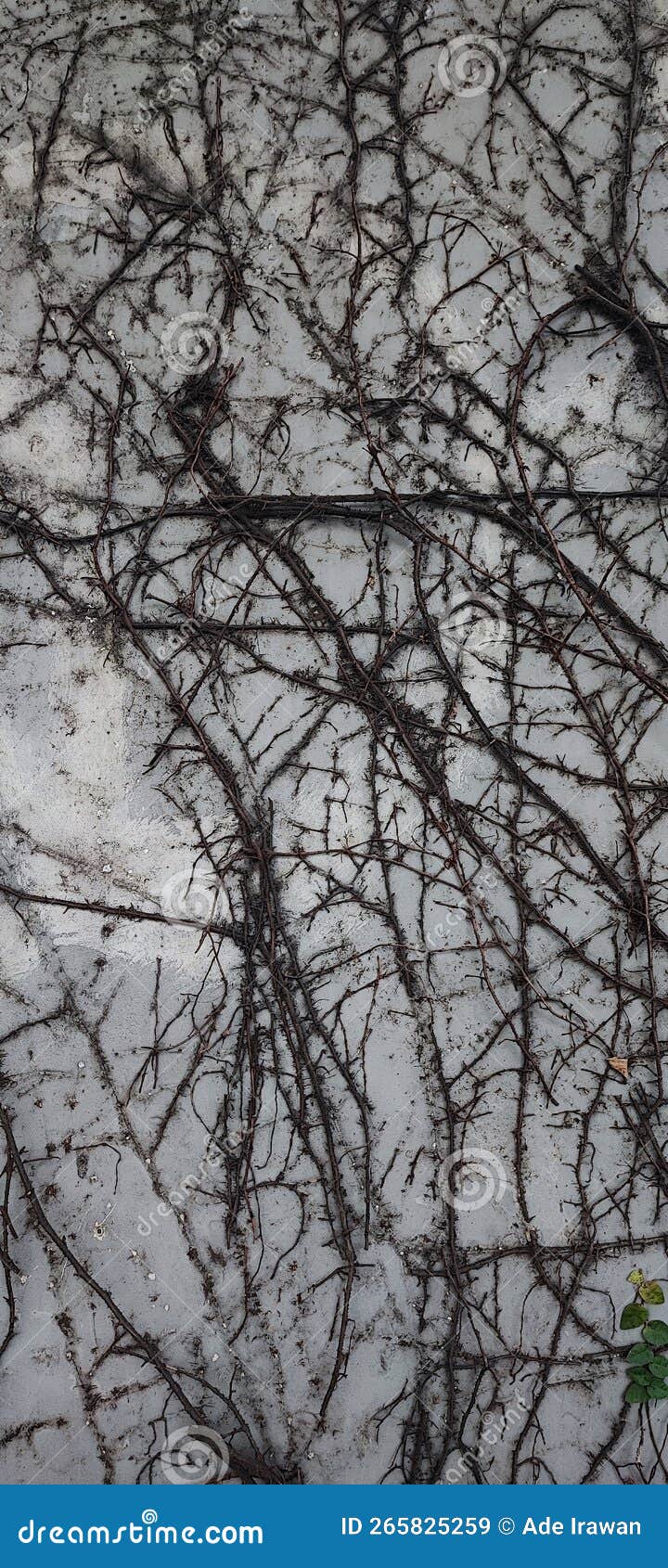 Dolar leaf plant wall root stock image. Image of flower - 265825259