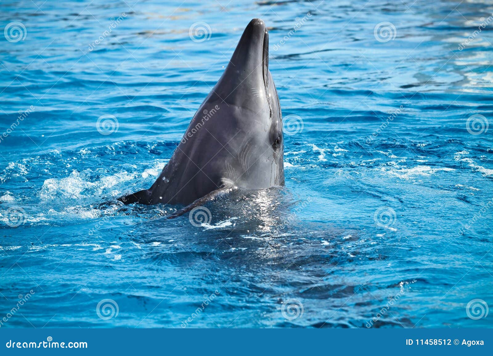 Dolfijn stock foto. Image of dier, fles, overzees, nave - 11458512