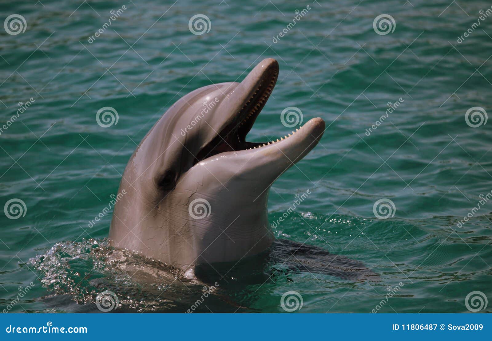 Dolfijn stock afbeelding. Image of dieren, overzees, oceaan - 11806487