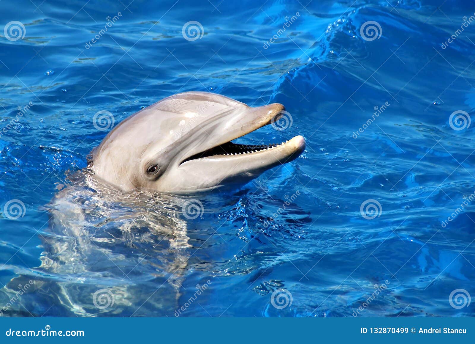 Dolfijn stock afbeelding. Image of rimpelingen, flippers - 132870499