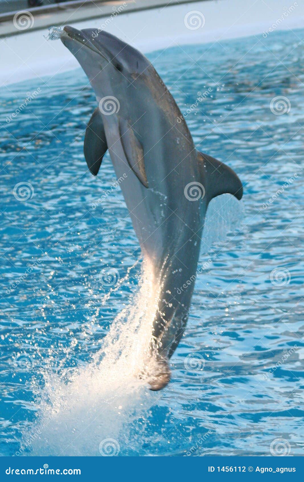Dolfijn stock foto. Image of wild, paar, overzees, sprong - 1456112