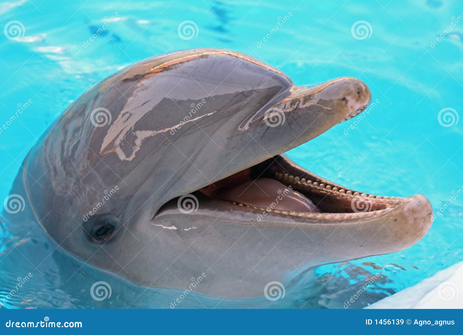 Dolfijn stock afbeelding. Image of dolfijn, vissen, glimlach - 1456139