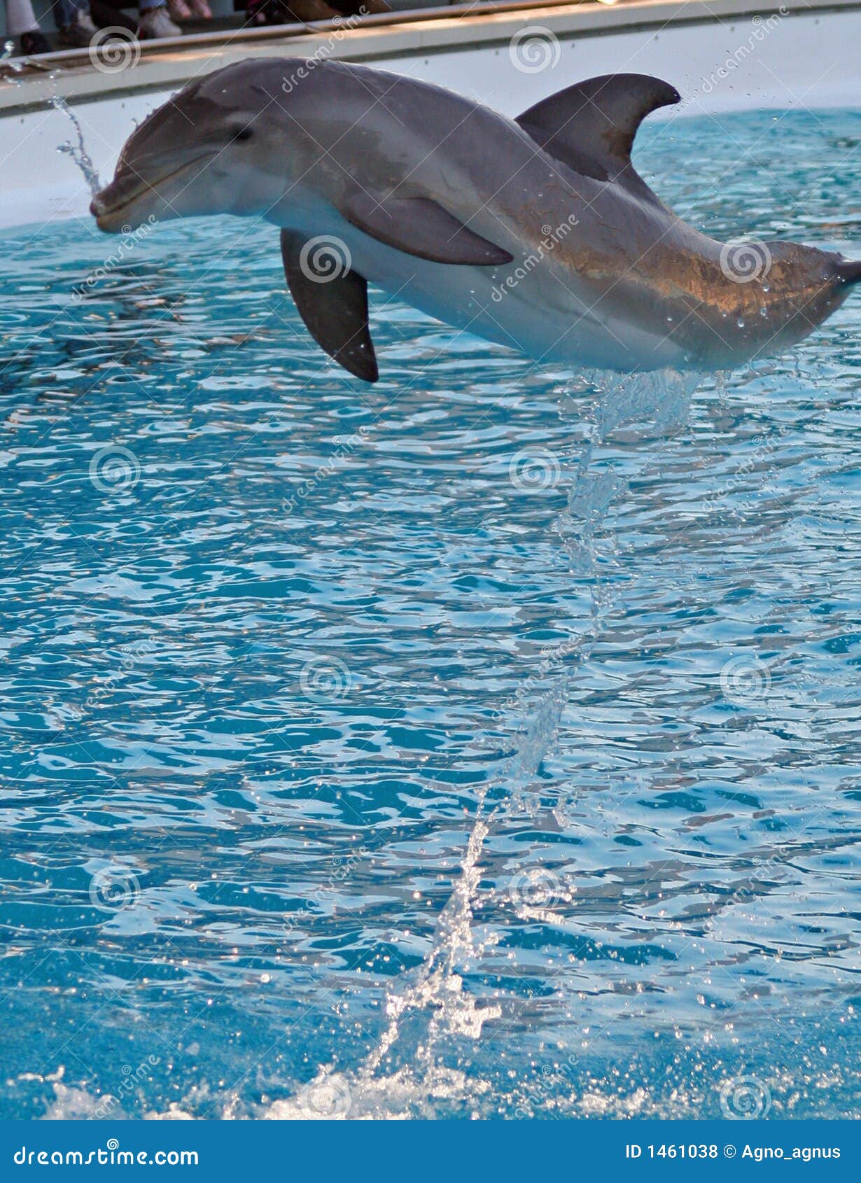 Dolfijn stock foto. Image of vissen, sprong, intelligent - 1461038