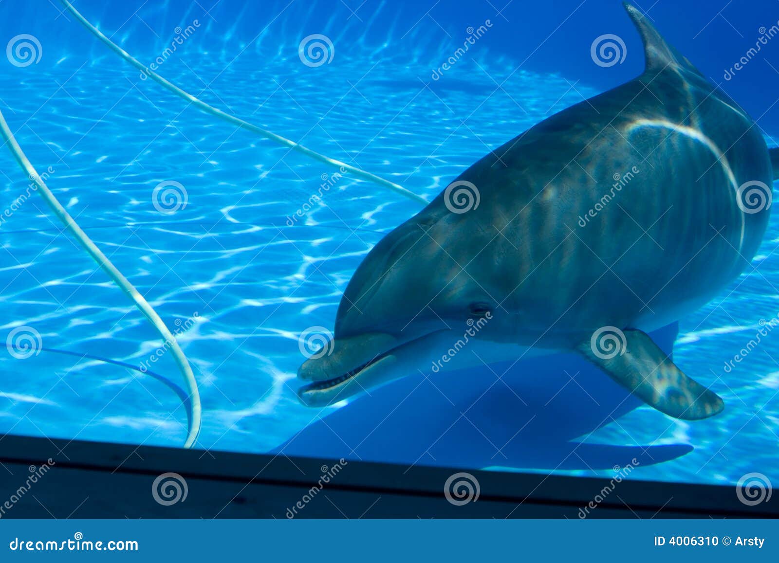Dolfijn - 2 stock foto. Image of vissen, dier, water, zonlicht - 4006310