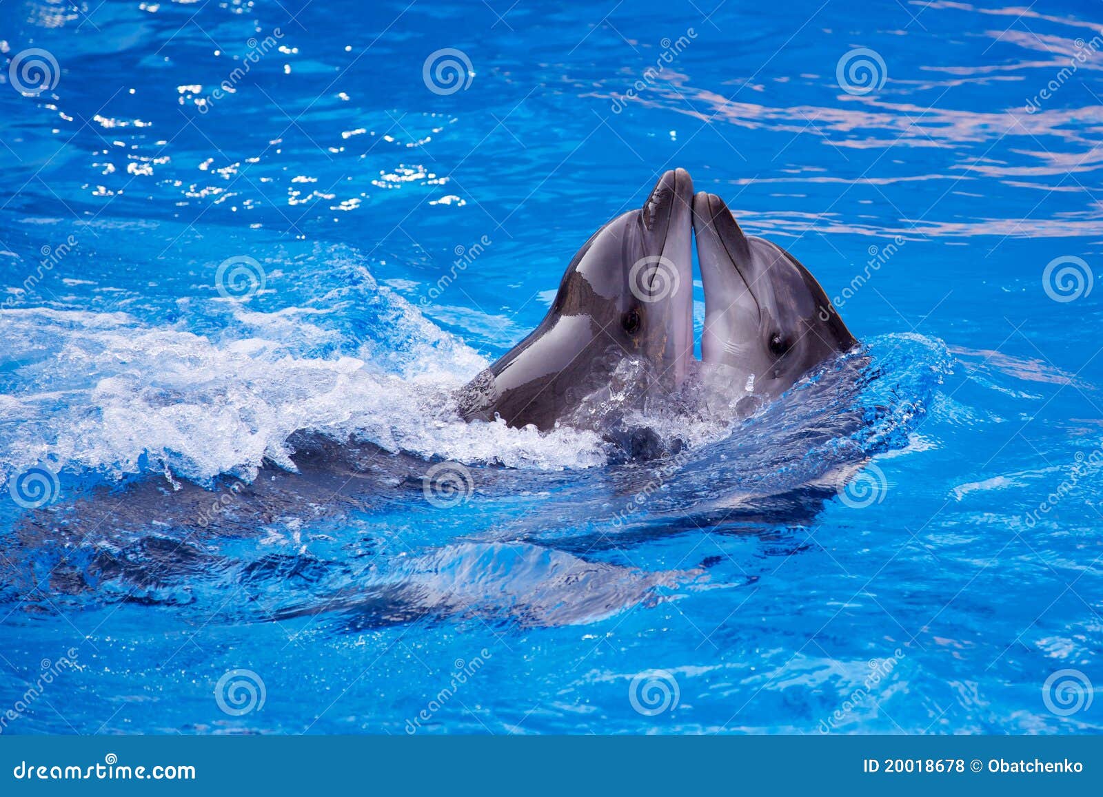 Dolfijn stock foto. Image of pret, leven, samenvatting - 20018678