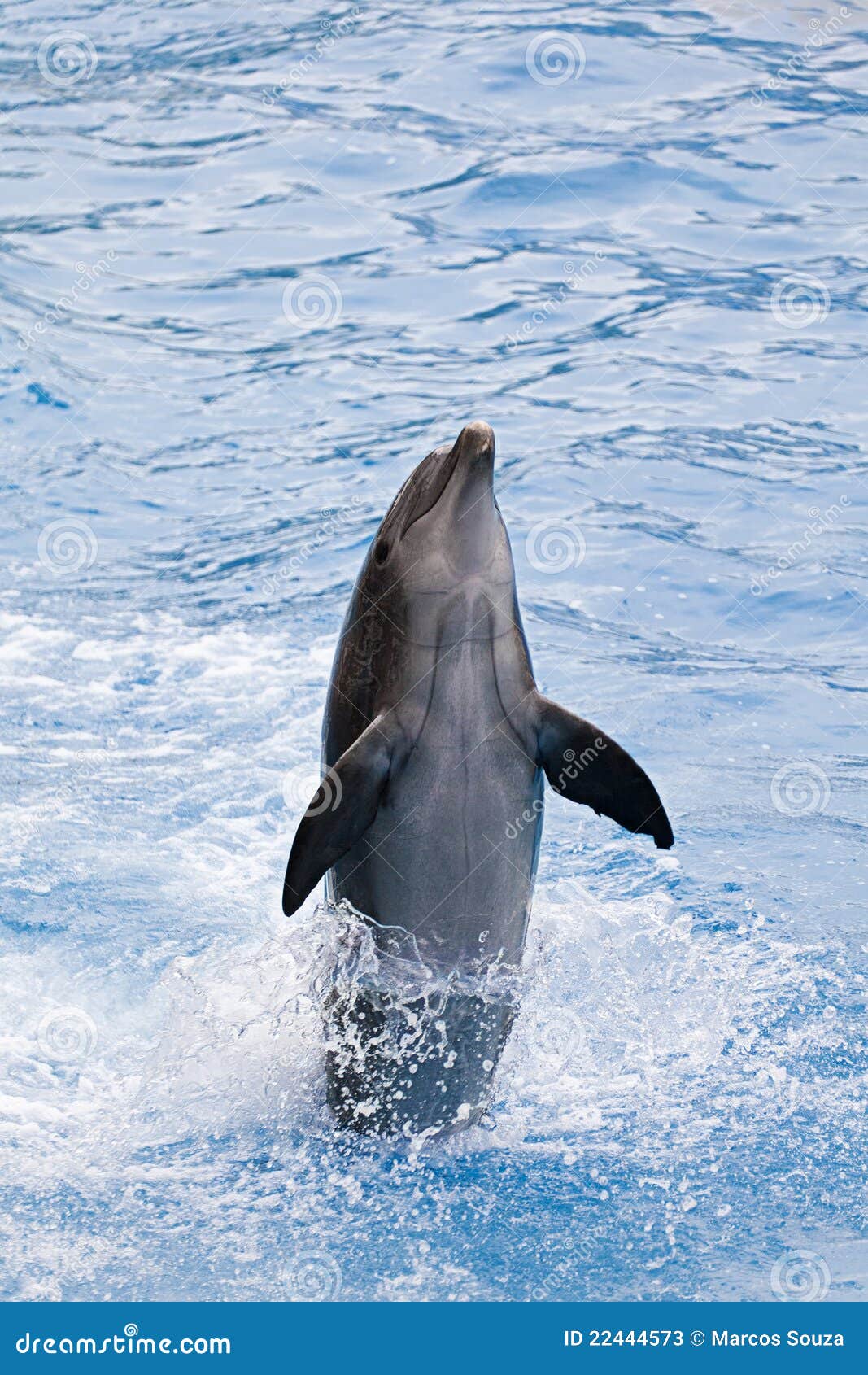 Dolfijn redactionele stock foto. Image of slim, vlug - 22444573