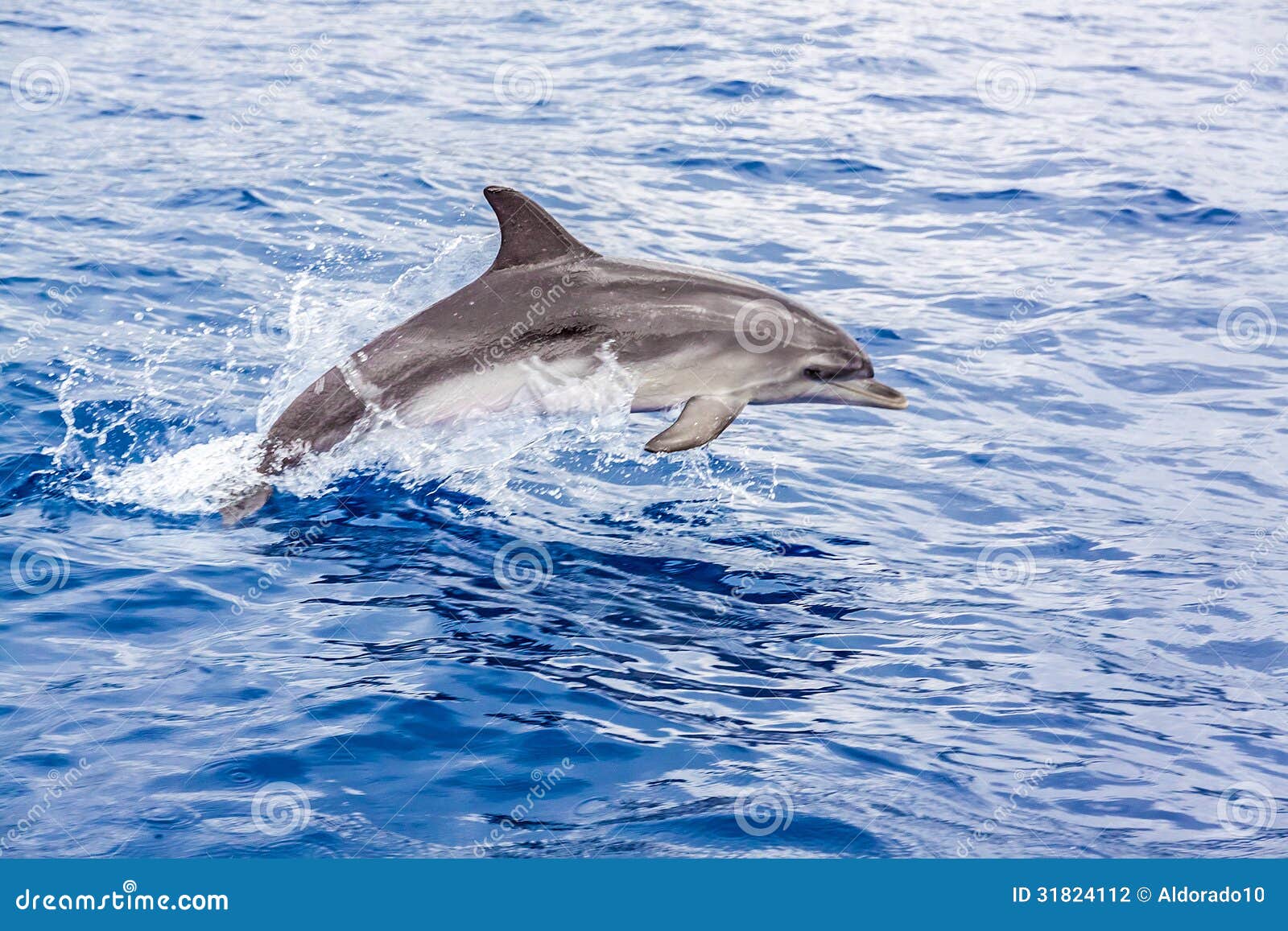 Dolfijn stock foto. Image of springen, glimlach, gemeenschappelijk ...
