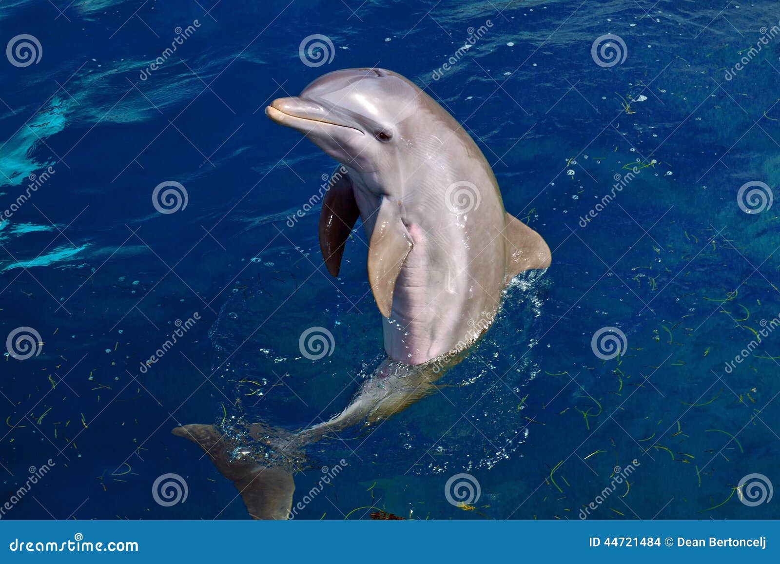 Dolfijn stock foto. Image of dolfijn, dier, portret, water - 44721484