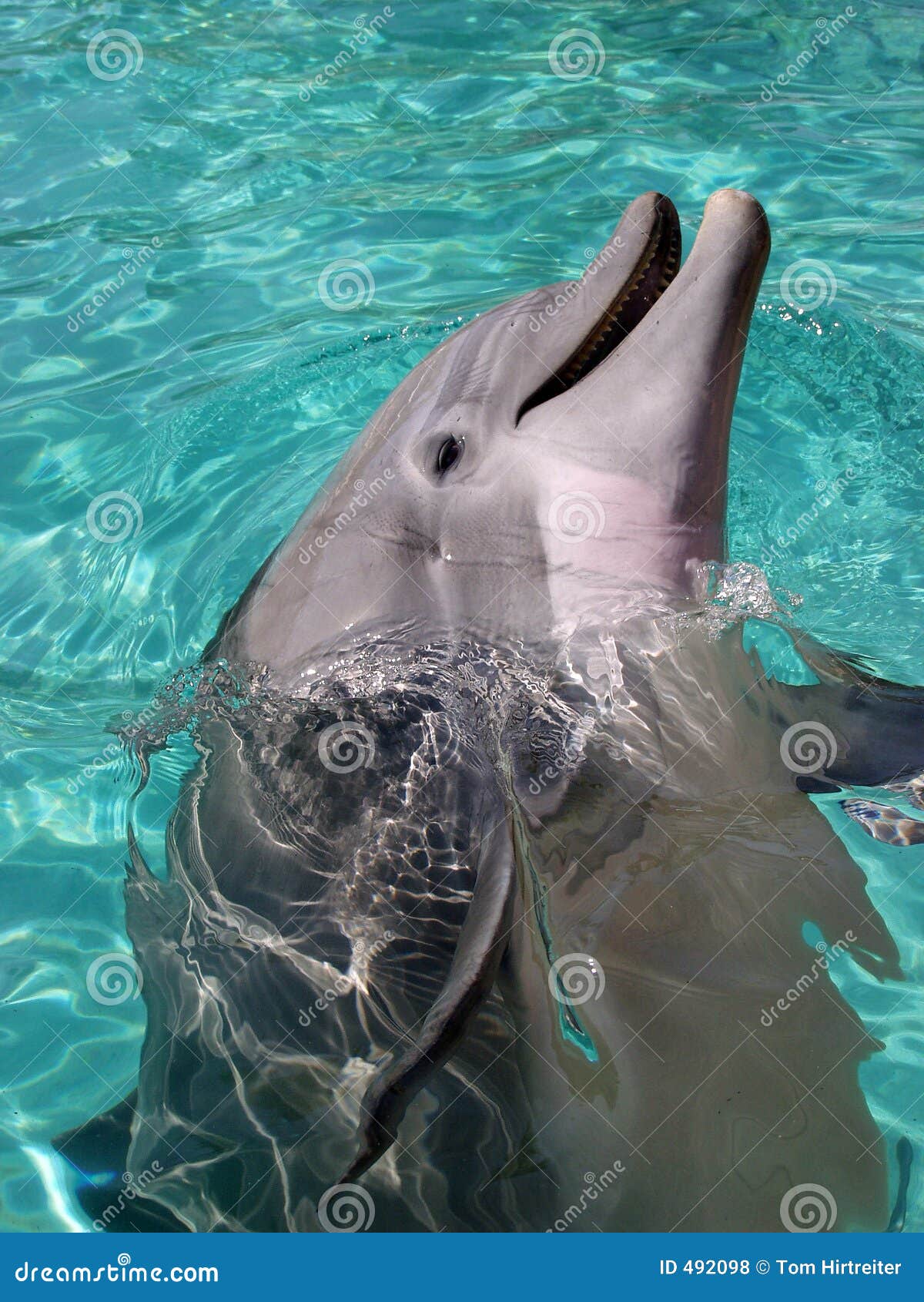 Dolfijn stock foto. Image of spelen, dolfijnen, zoogdieren - 492098