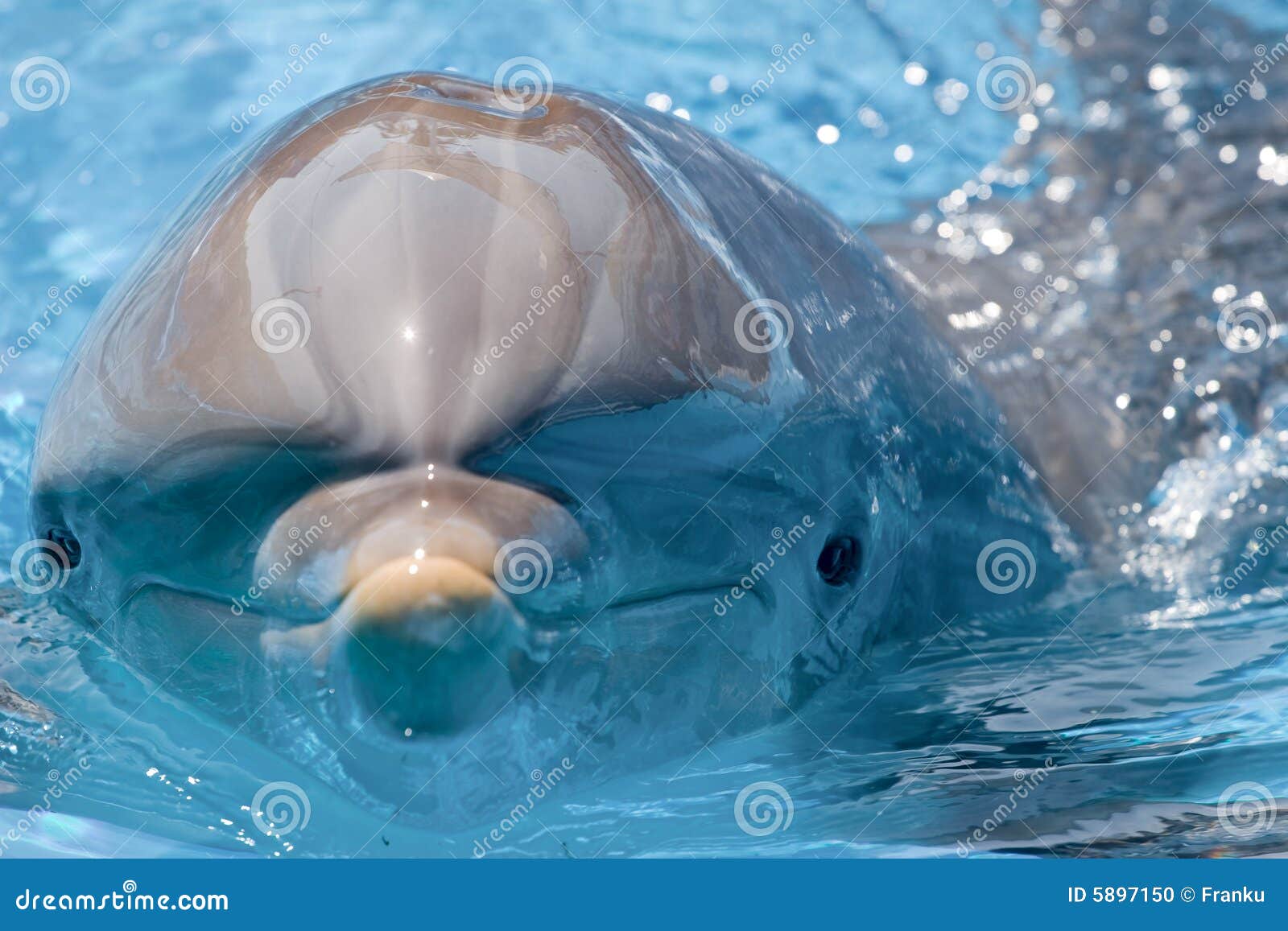 Dolfijn stock foto. Image of aquatisch, zoogdier, aquarium - 5897150