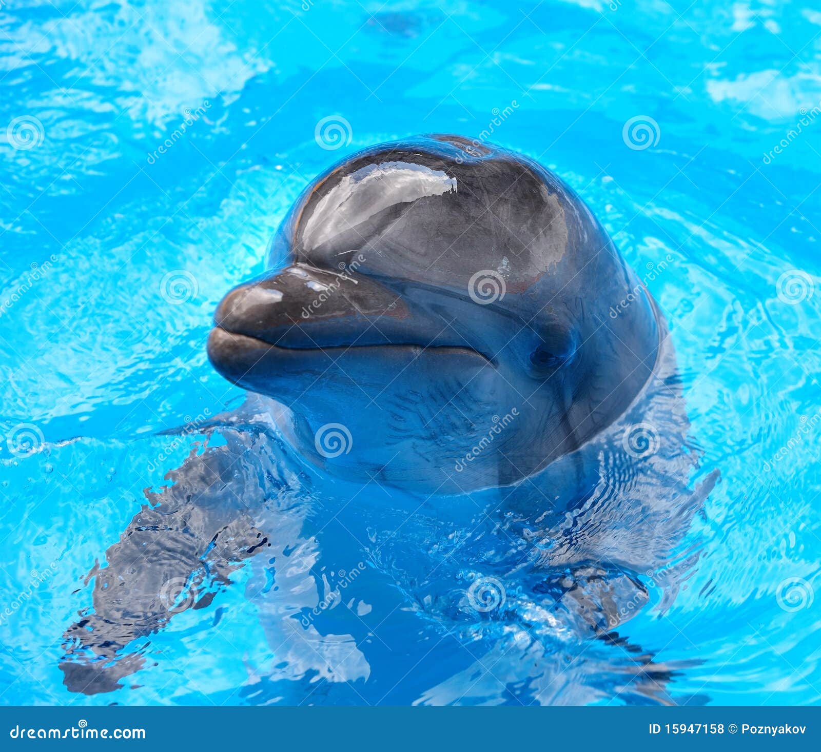 Dolfijn in blauw water. stock foto. Image of duik, oceaan - 15947158