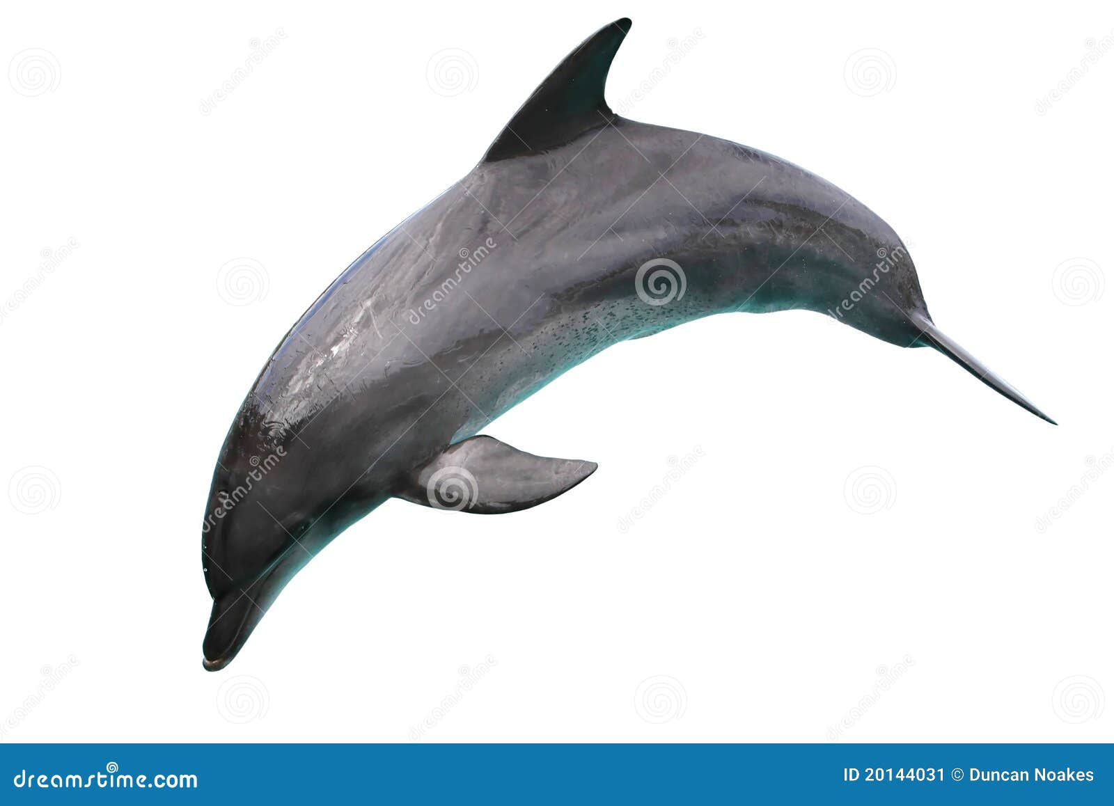 Dolfijn Die Op Witte Achtergrond Wordt Geïsoleerdd Stock Afbeelding ...