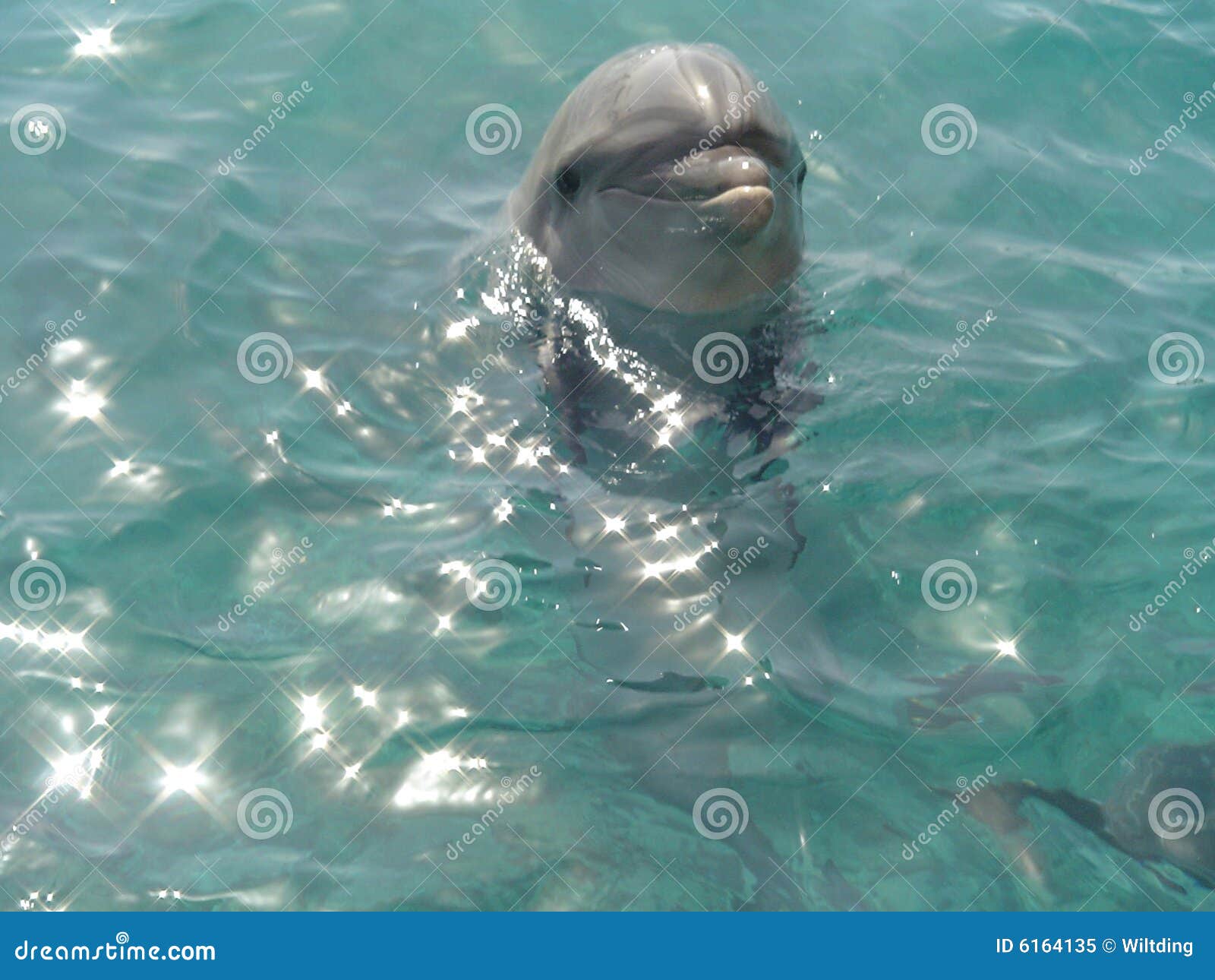 Dolfijn in rode overzees stock afbeelding. Image of rood - 6164135