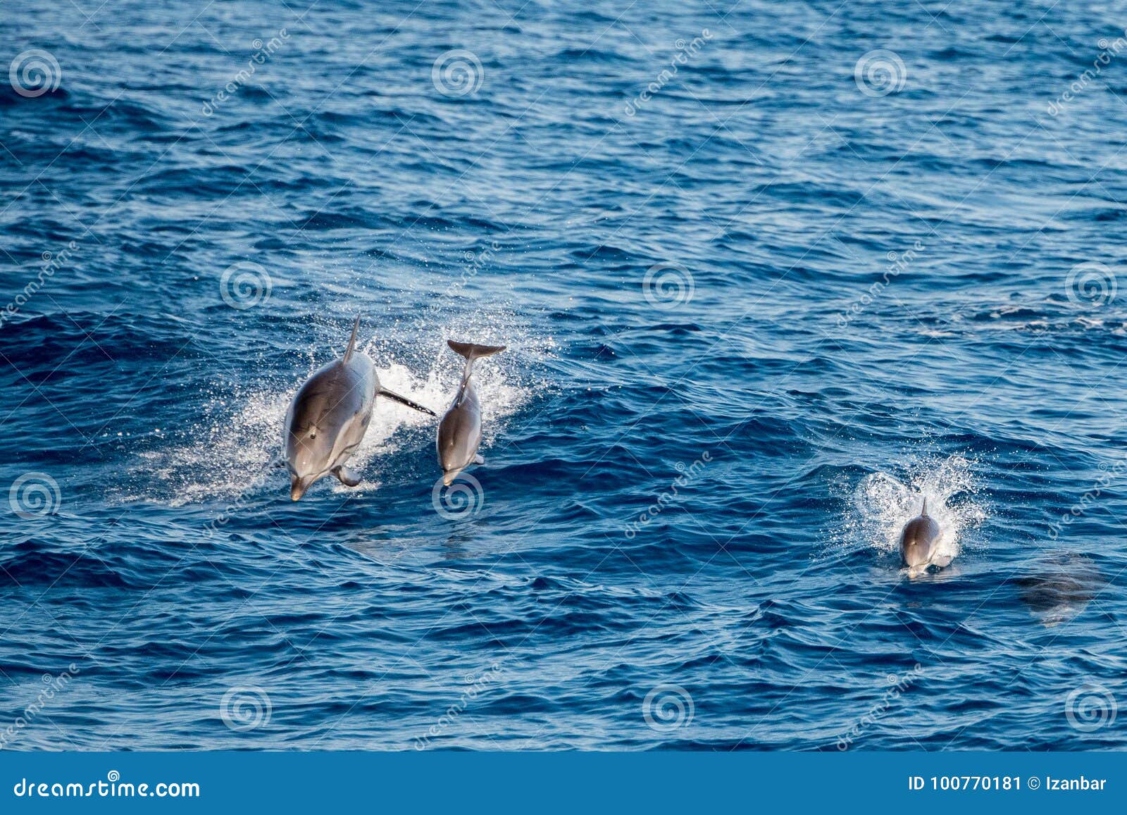 Dolfijn Terwijl Het Springen in Het Diepe Blauwe Overzees Stock ...