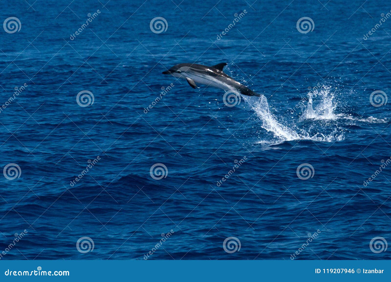 Dolfijn Terwijl Het Springen in Het Diepe Blauwe Overzees Stock Foto ...