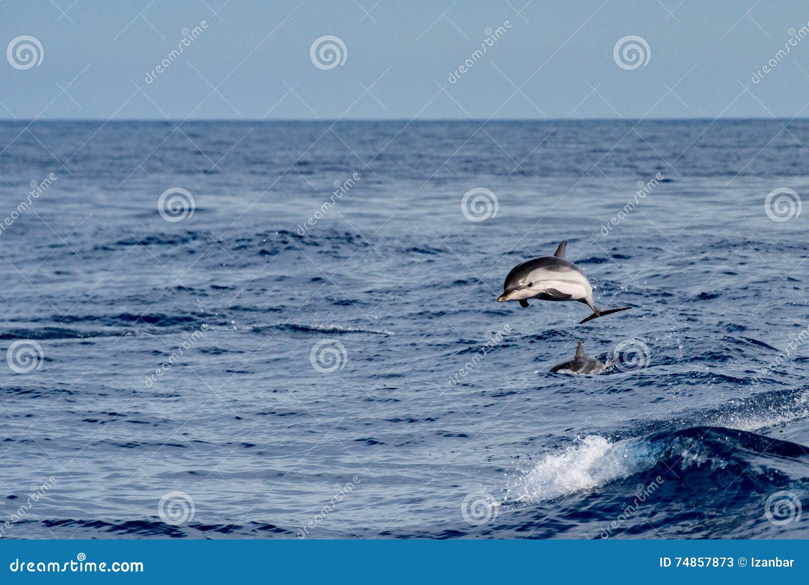 Dolfijn Terwijl Het Springen in Het Diepe Blauwe Overzees Stock ...