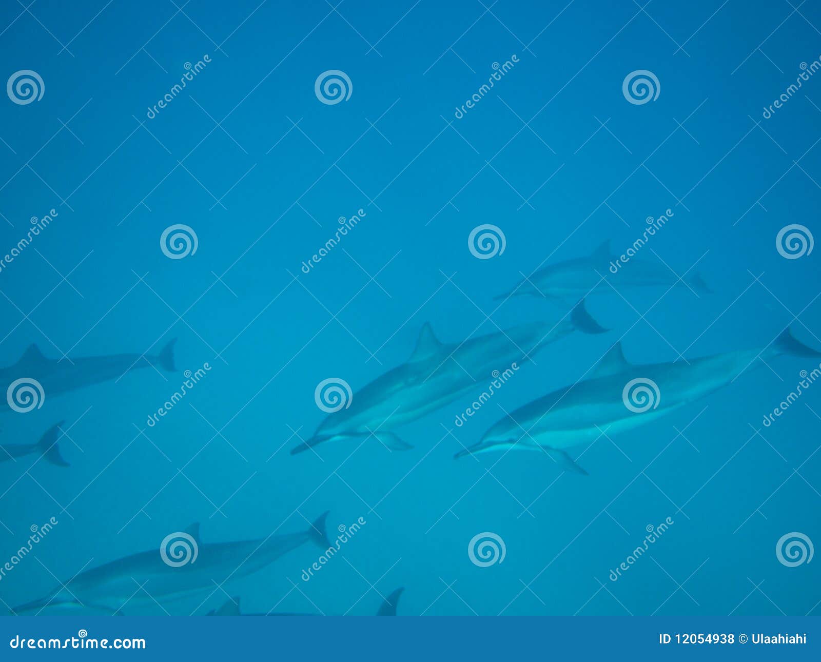 Dolfijnen stock foto. Image of baby, dolfijn, plons, spinner - 12054938