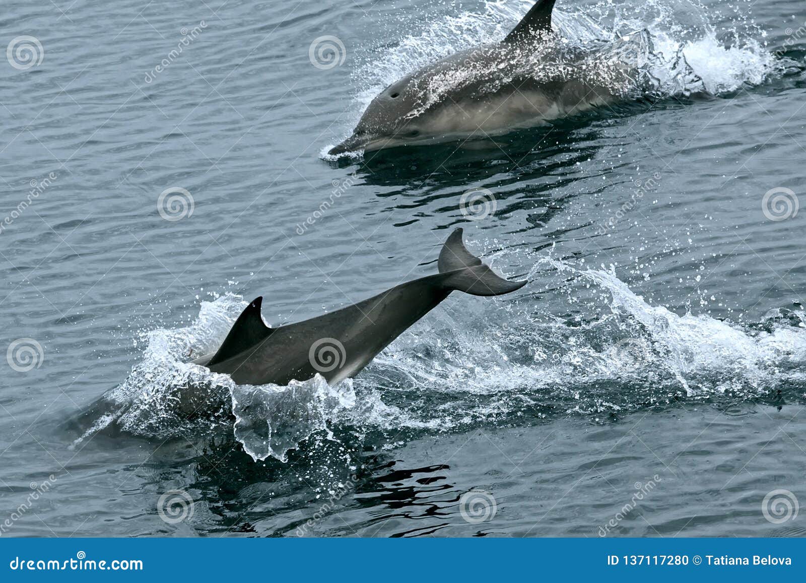 Dolfijnen Die in Het Overzees Springen Stock Foto - Image of vrijheid ...