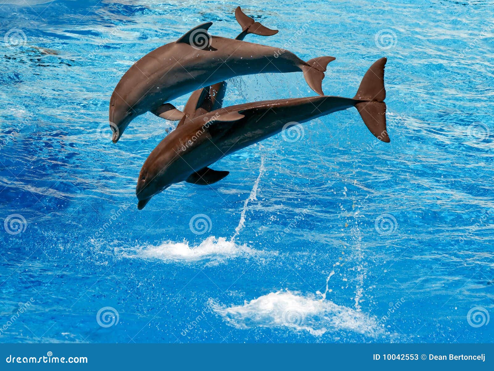 Dolfijnen Die Van Het Water Springen Stock Afbeelding - Image of ...