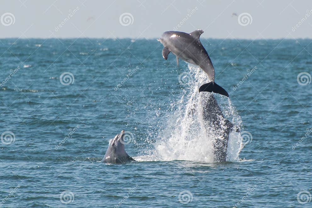 Dolfijnen Die Van Het Water Springen Stock Foto - Image of water, groep ...