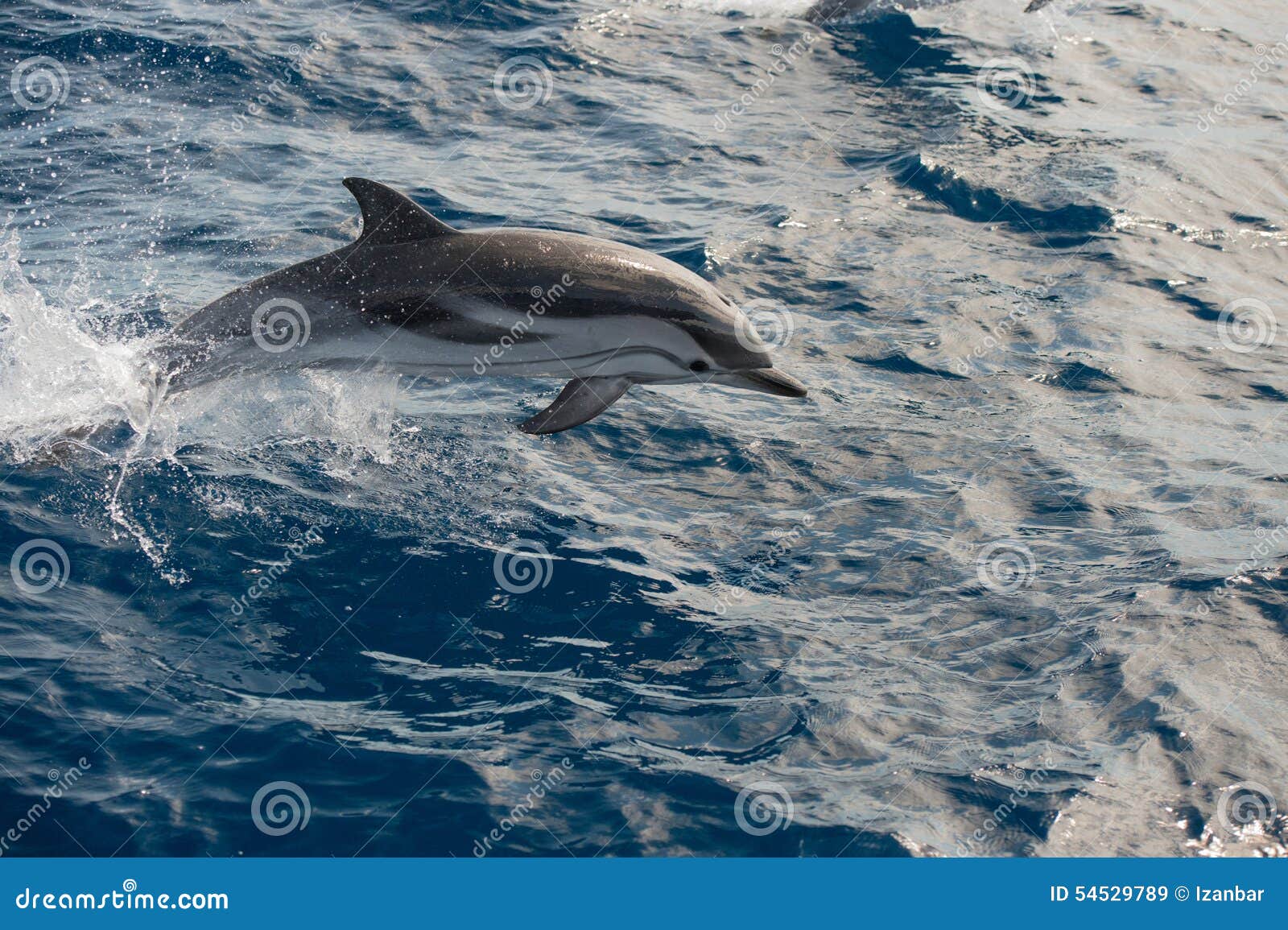 Dolfijnen Terwijl Het Springen in Het Diepe Blauwe Overzees Stock ...