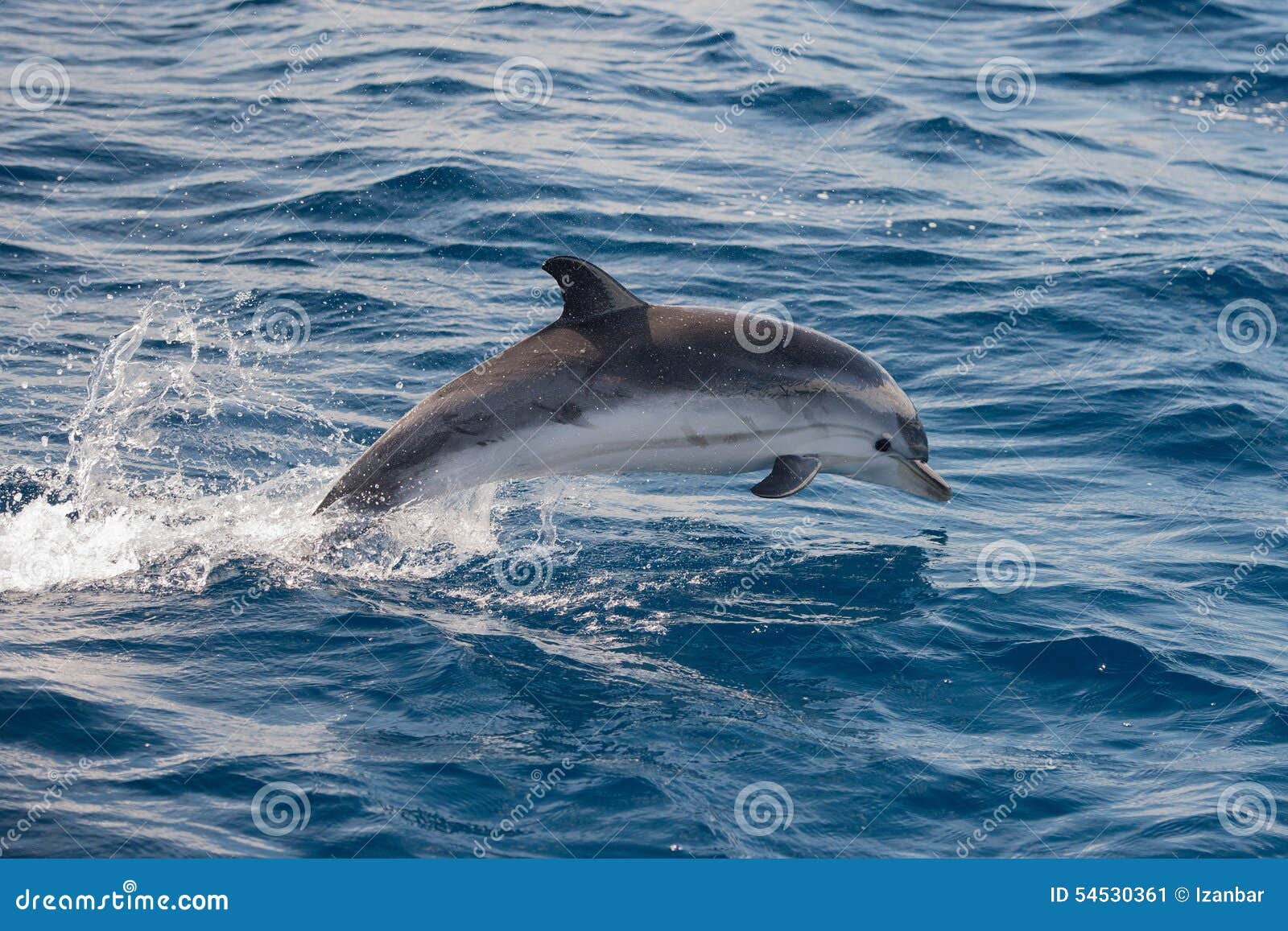 Dolfijnen Terwijl Het Springen in Het Diepe Blauwe Overzees Stock ...