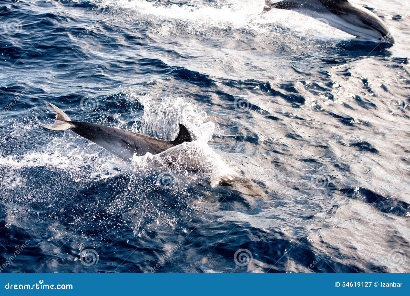 Dolfijnen Terwijl Het Springen in Het Diepe Blauwe Overzees Stock ...