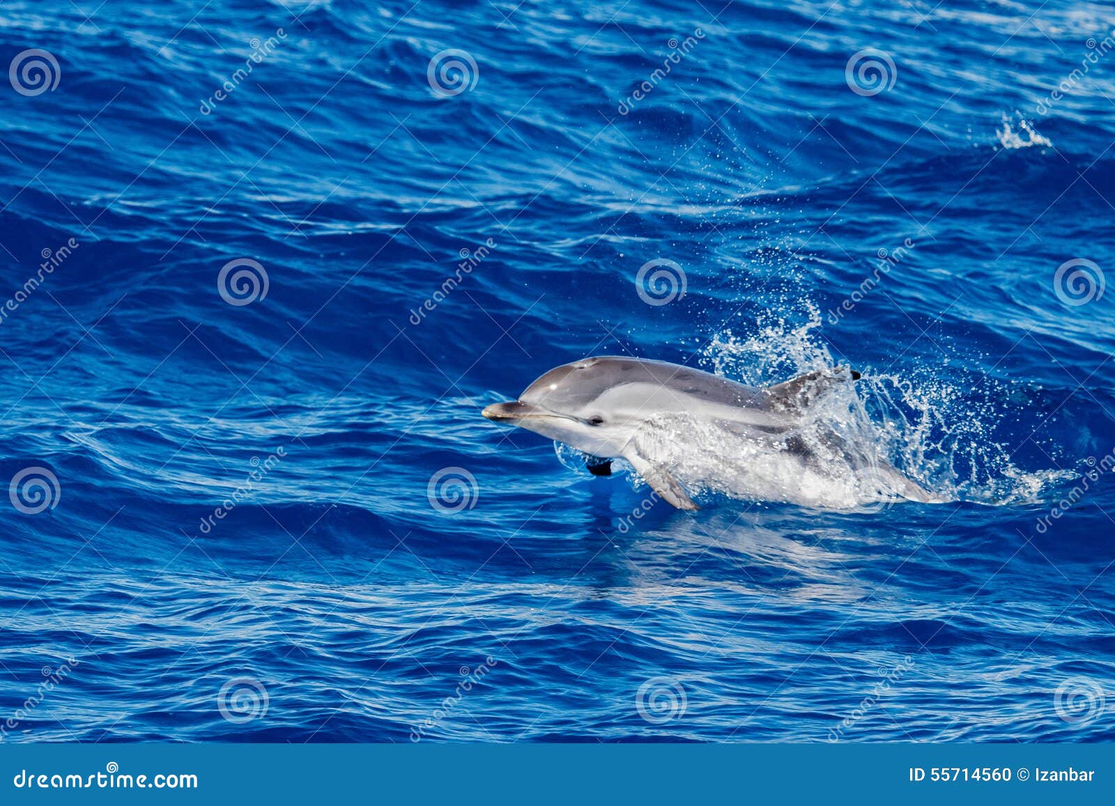 Dolfijnen Terwijl Het Springen in Het Diepe Blauwe Overzees Stock Foto ...
