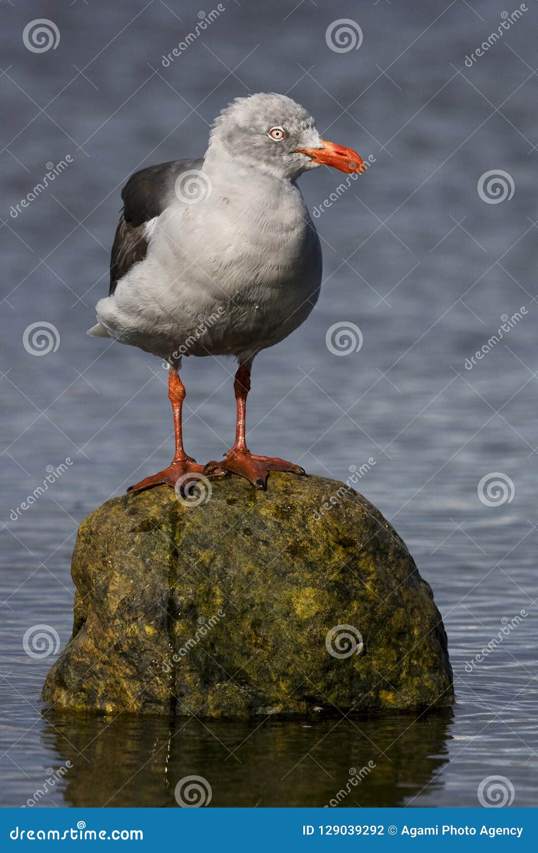 Dolfijnmeeuw, Dolphin Gull, Leucophaeus Scoresbii Stock Photo - Image ...