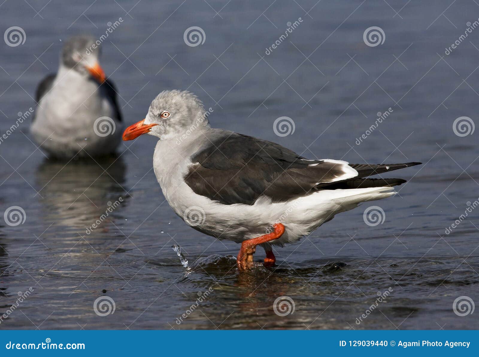 Dolfijnmeeuw, Dolphin Gull, Leucophaeus Scoresbii Stock Photo - Image ...