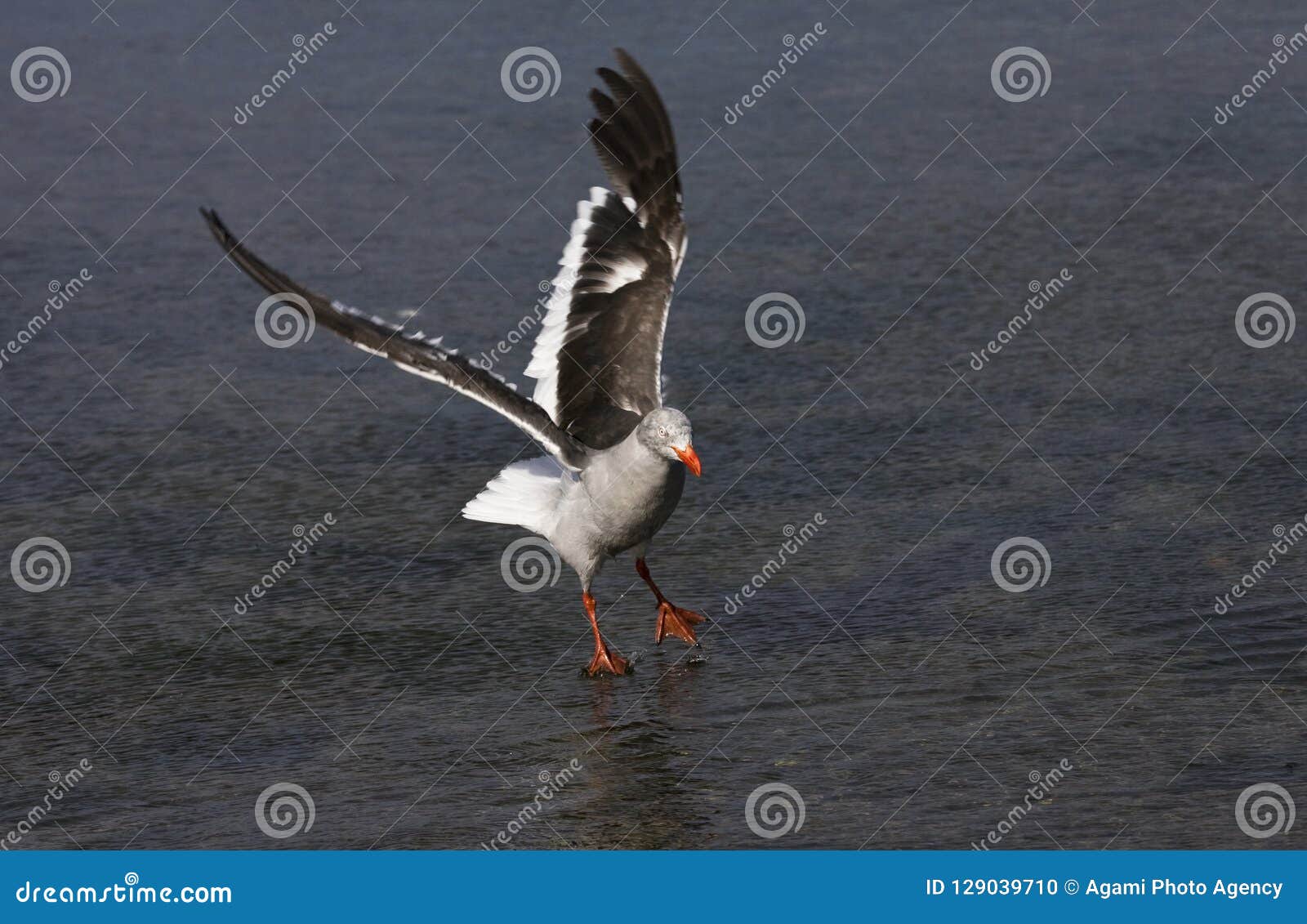 Dolfijnmeeuw, Dolphin Gull, Leucophaeus Scoresbii Stock Photo - Image ...