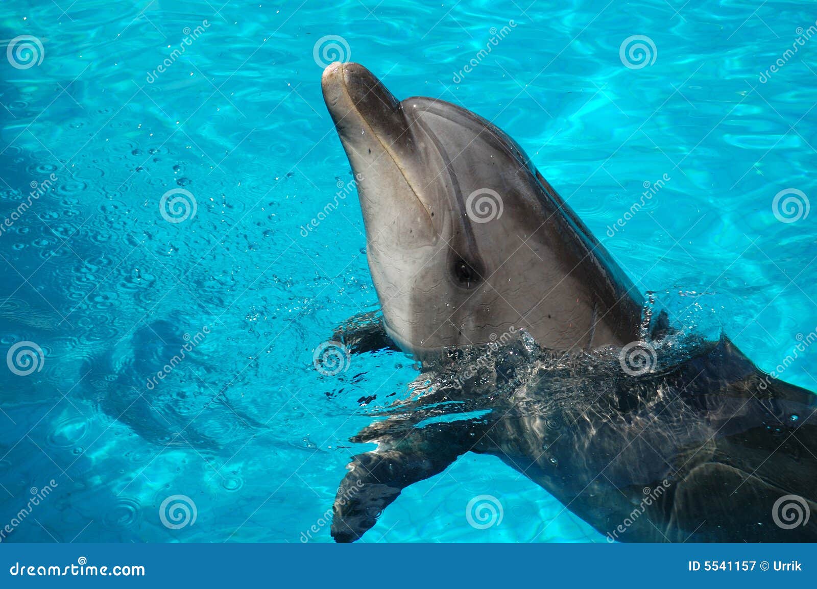 Dolfin Boris stock image. Image of smile, language, water - 5541157