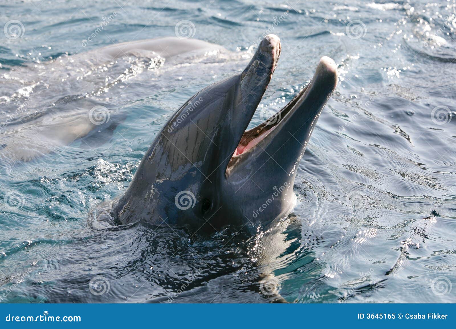 Dolfins Playing in the Ocean Stock Image - Image of wild, play: 3645165