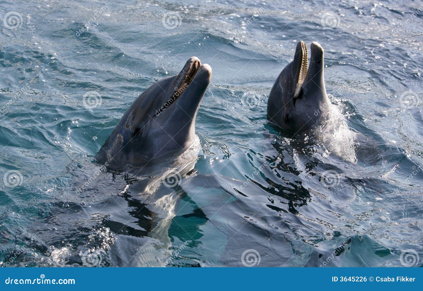 Dolfins Playing in the Ocean Stock Photo - Image of happy, natural: 3645226