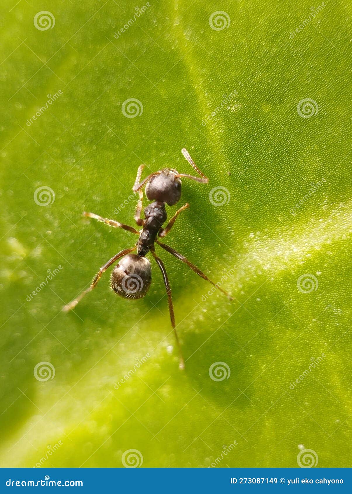 Dolichoderus Attelaboides or Worker Ants Stock Image - Image of length ...