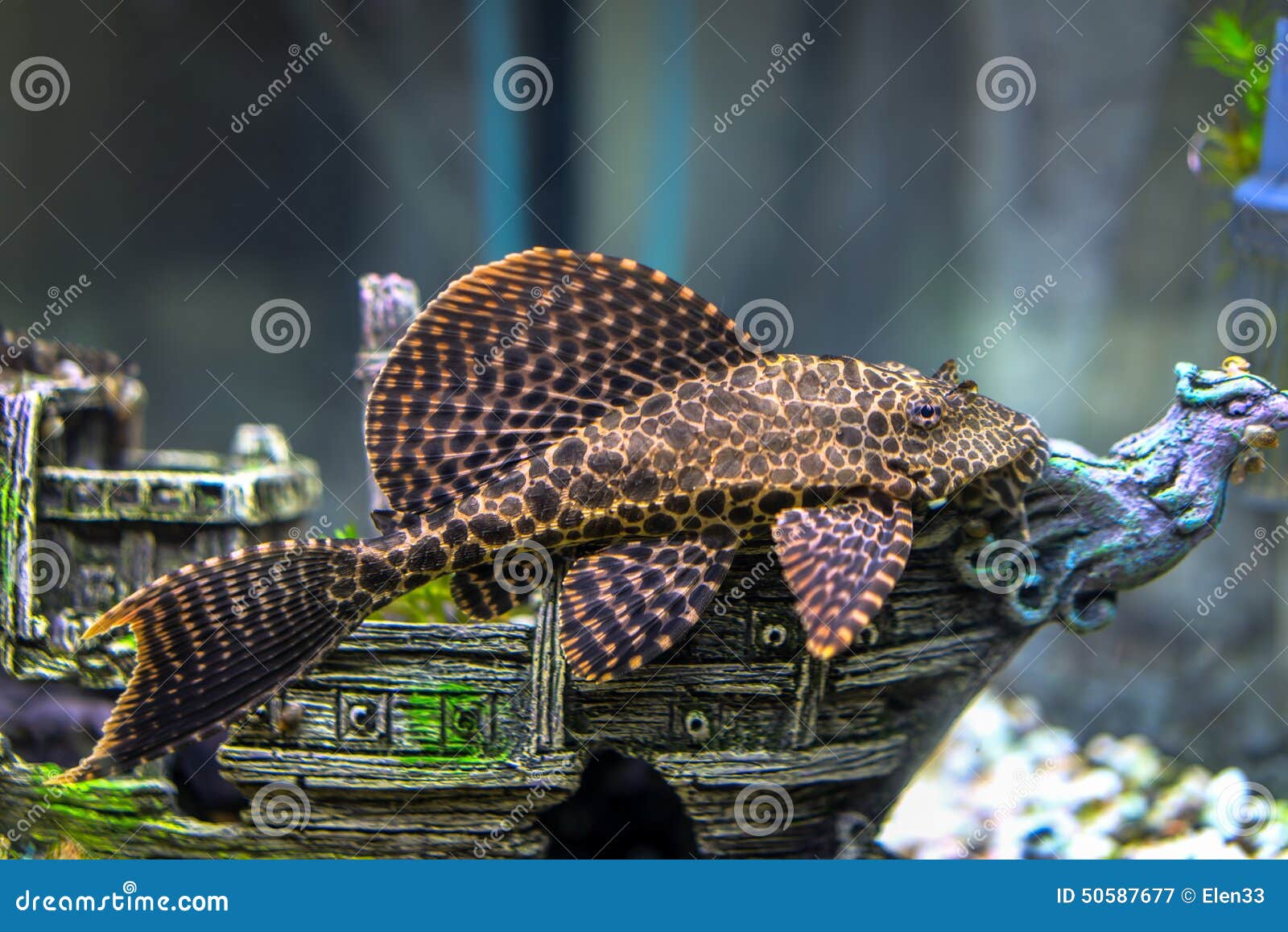 Dolichopterus Ancistrus στοκ εικόνα. εικόνα από aquitaine - 50587677