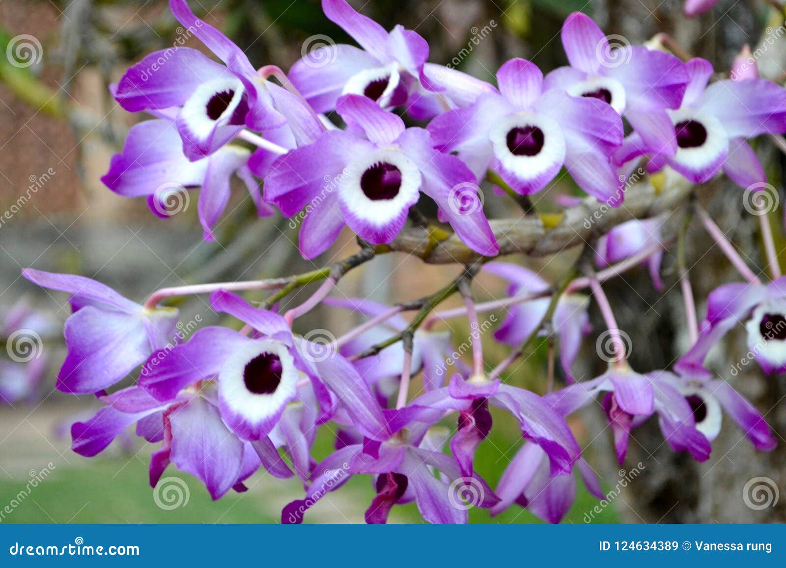 Doll eye orchid stock image. Image of rusticity, orchids - 124634389