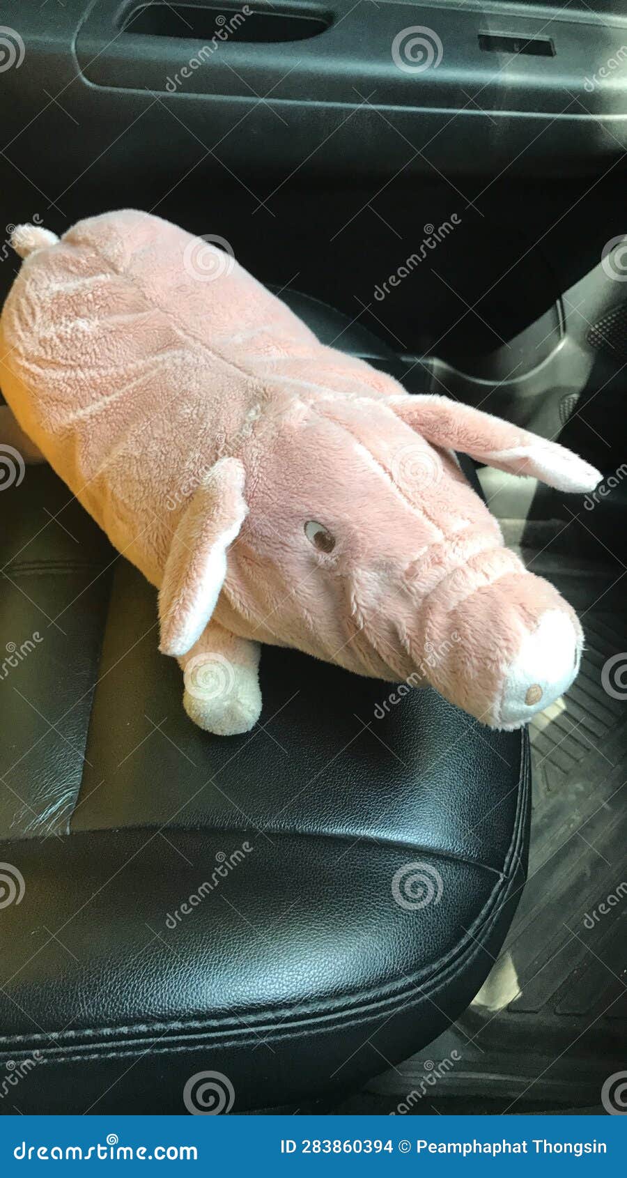 Doll of a pig in the car stock photo. Image of sitting - 283860394