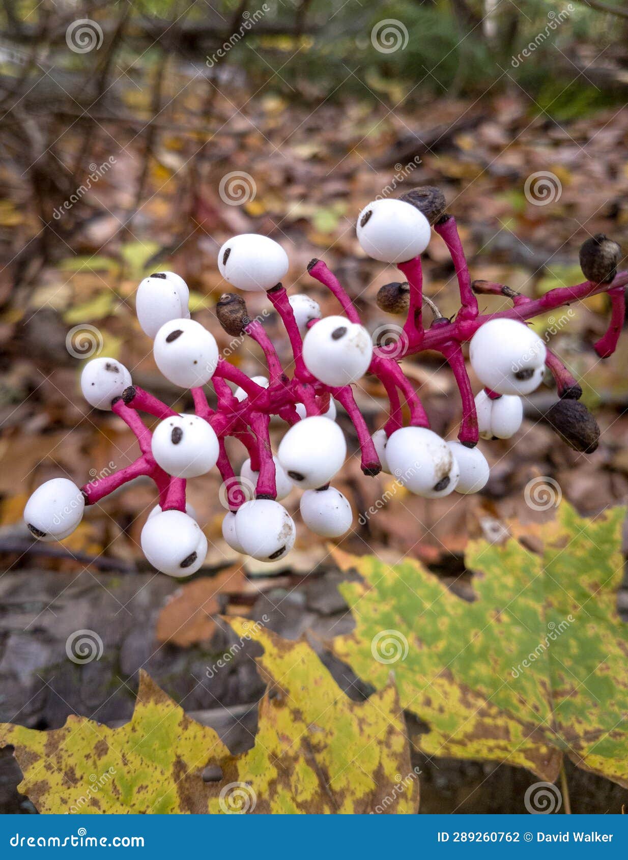Doll s Eye Plant BaneBerry stock photo. Image of medicinal - 289260762
