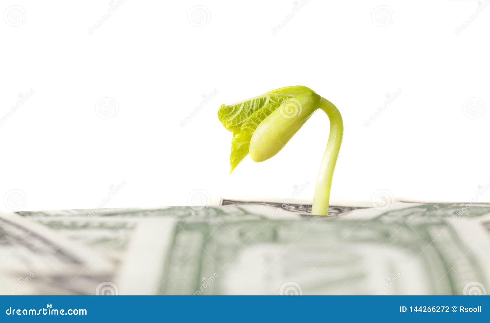 Dollar bills stock photo. Image of ecology, growing - 144266272