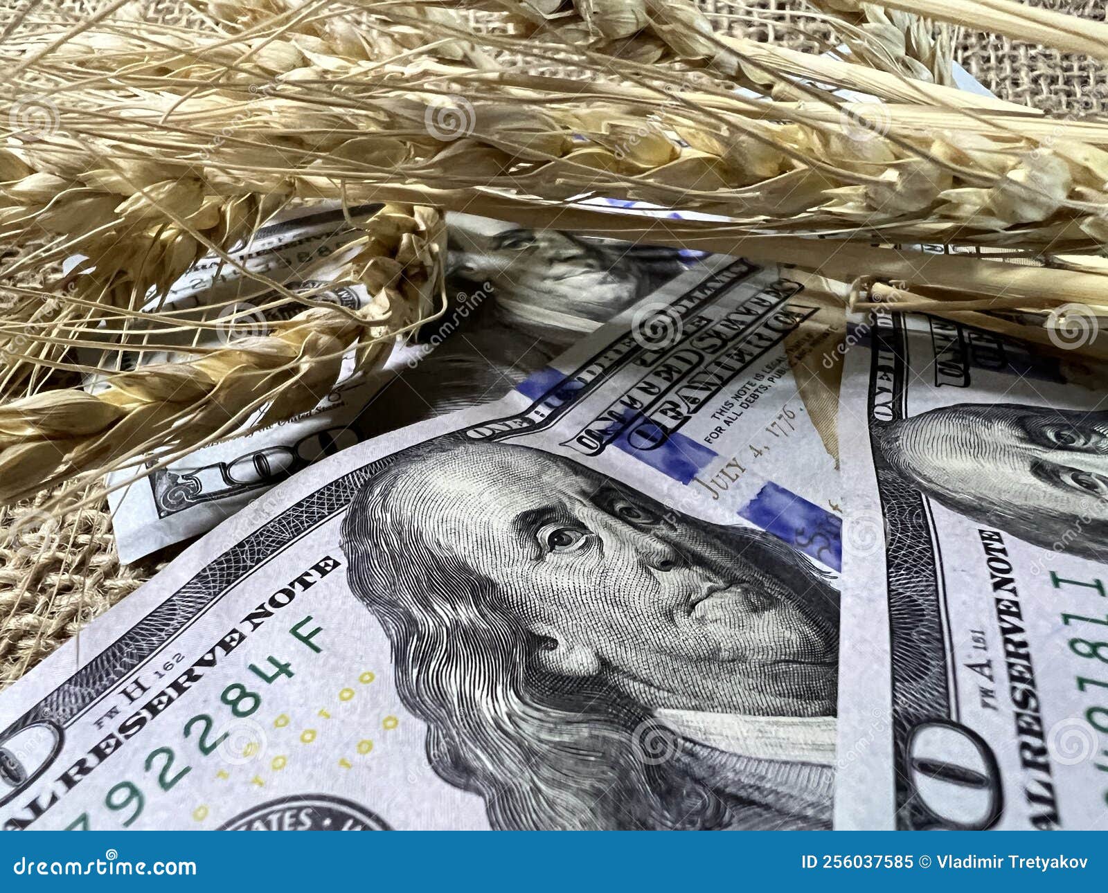 Dollar Bills and Wheat Stalks are on the Table Stock Image - Image of ...