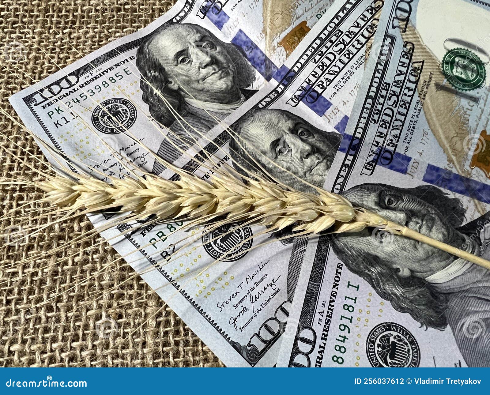 Dollar Bills and Wheat Stalks are on the Table Stock Photo - Image of ...