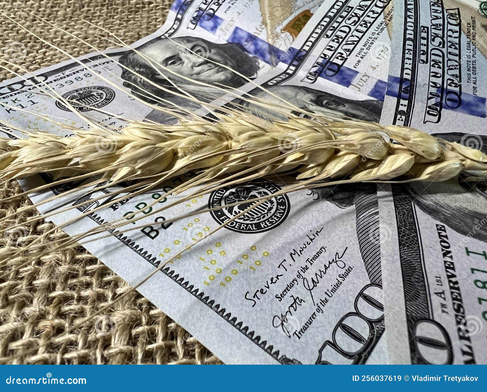 Dollar Bills and Wheat Stalks are on the Table Stock Image - Image of ...