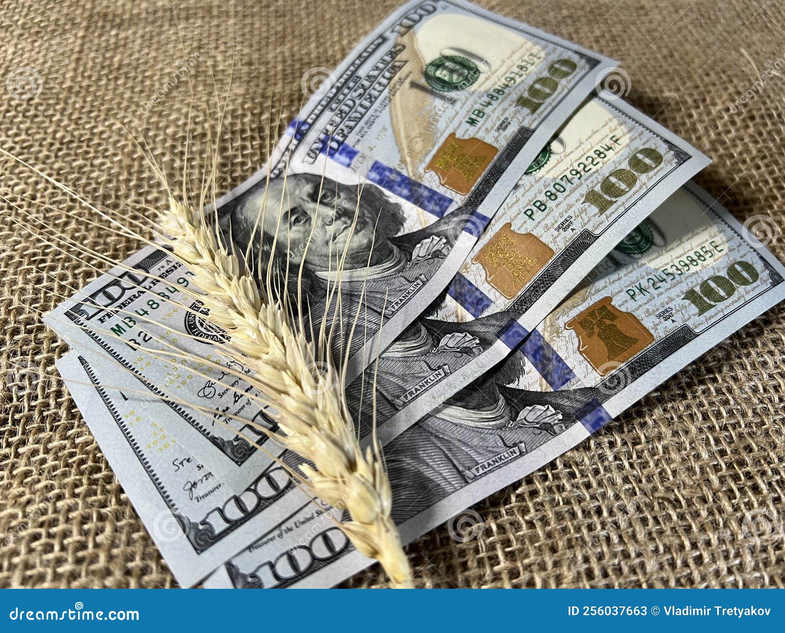 Dollar Bills and Wheat Stalks are on the Table Stock Image - Image of ...
