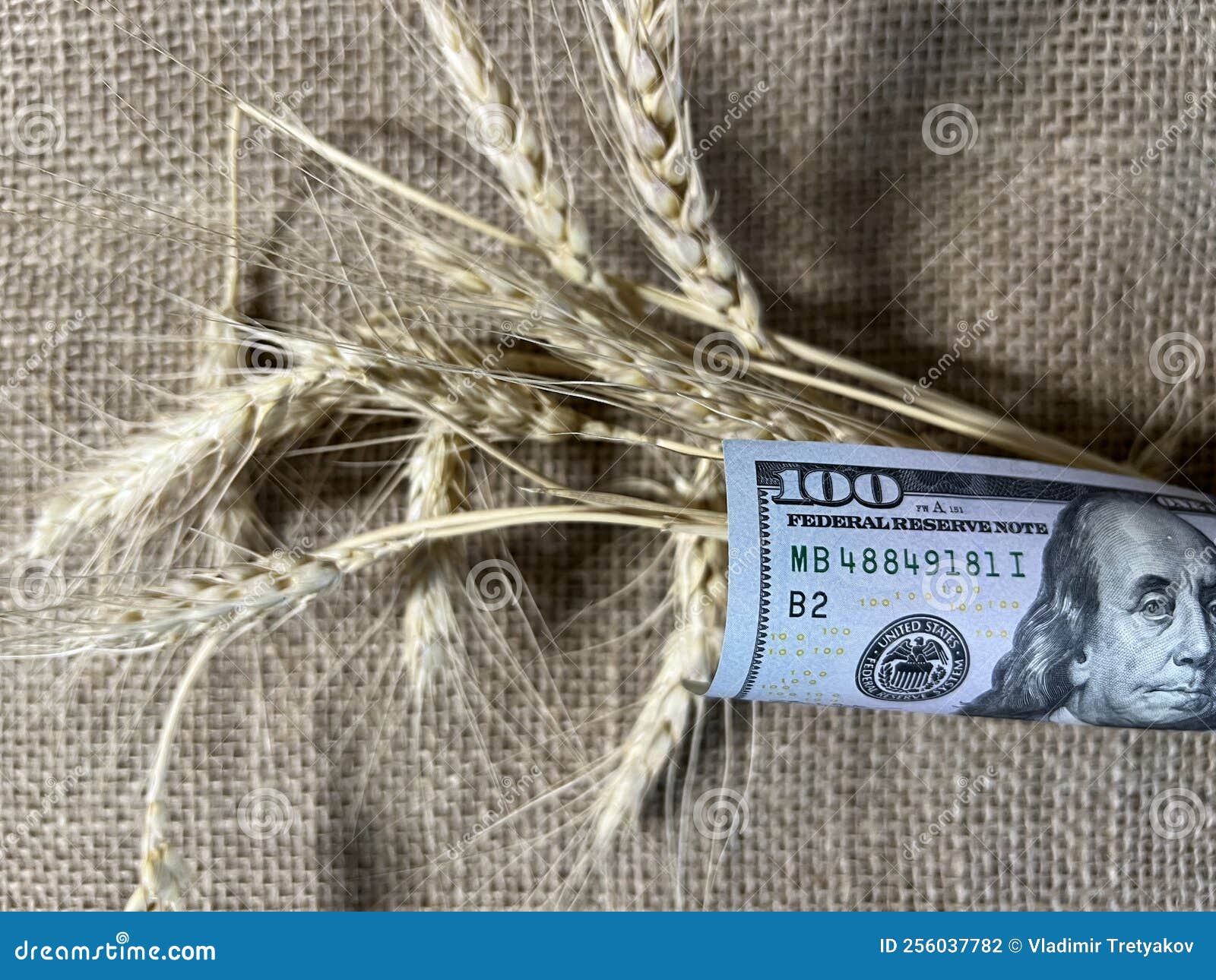 Dollar Bills and Wheat Stalks are on the Table Stock Photo - Image of ...